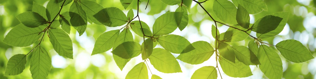 Part 4: Internationalization in Spring Boot - SPR